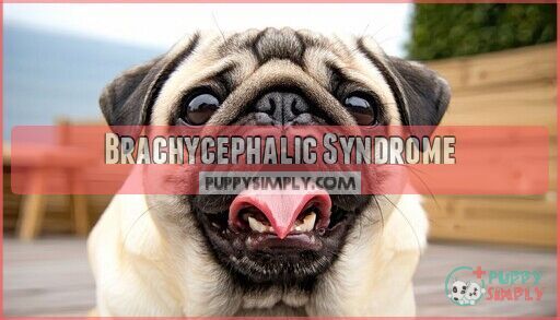 Pug Lifespan: How Long Do Pugs Live? Expert Tips to Extend Life