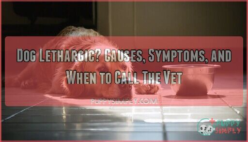 Dog Lethargic? Causes, Symptoms, and When to Call The Vet