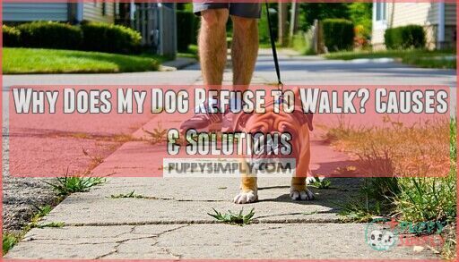 Why Does My Dog Refuse to Walk? Causes & Solutions