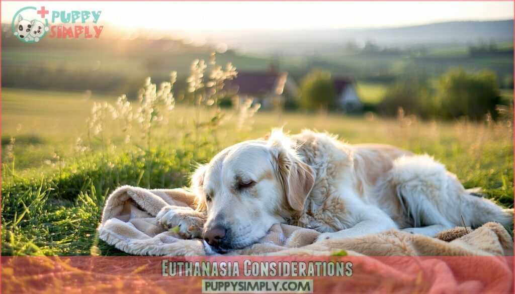 Dog Dementia When to Euthanize: Signs It's Time to Say Goodbye