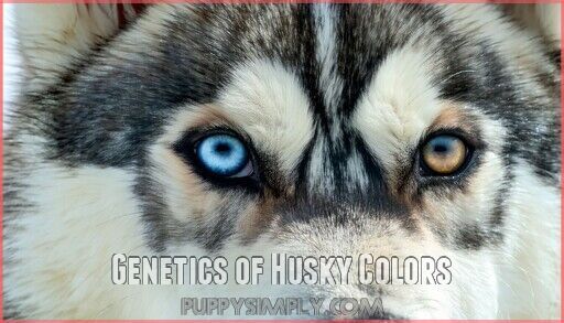 Husky Colors: Rare & Standard Coats