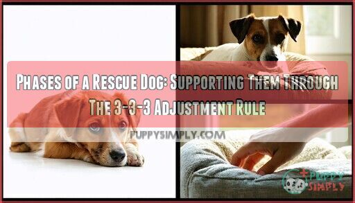 Phases of a Rescue Dog: Supporting Them Through The 3-3-3 Adjustment Rule