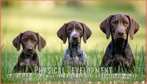 German Shorthaired Pointer Growth Chart: Puppy to Adult Stages