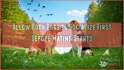 Dog Mounting but No Tie? Causes & Solutions to Help Your Dogs Mate