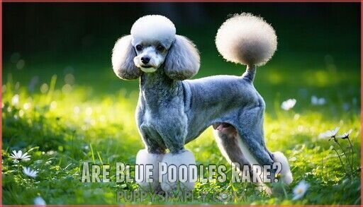 Blue Poodle: Rare Beauty, Health Facts & Care Guide (2025)
