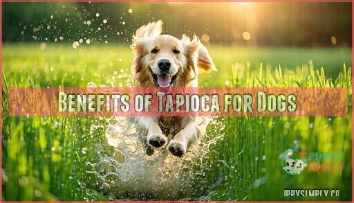 Can Dogs Eat Tapioca? Vet-Approved Safety Guide & Hidden Risks
