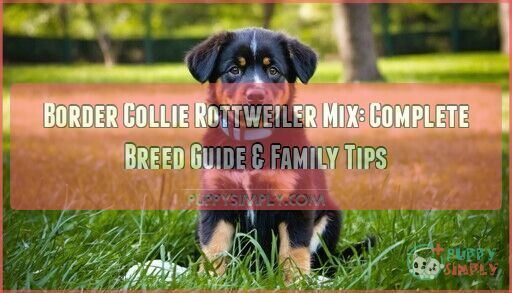 Border Collie Rottweiler Mix: Complete Breed Guide & Family Tips