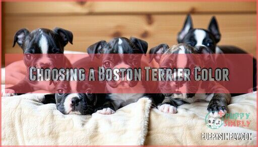 Boston Terrier Colors: Complete Guide to All Coat Variations & Health
