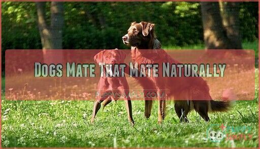 Dog Mounting but No Tie? Causes & Solutions to Help Your Dogs Mate