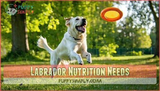 Best Dog Foods for Labradors 2025: 17 Vet-Approved Options