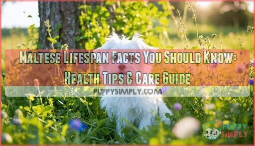 Maltese Lifespan Facts You Should Know: Health Tips & Care Guide