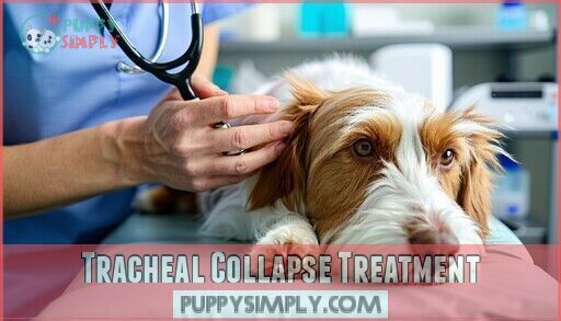 Dog Tracheal Collapse: Signs, Treatment & How to Help Your Pet