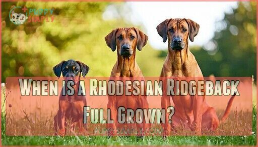 Rhodesian Ridgeback Growth Chart: Weight & Size Guide by Age