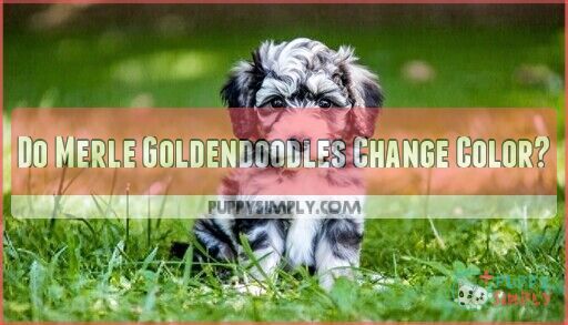 Merle Goldendoodle: Colors, Genetics & Health Risks Explained