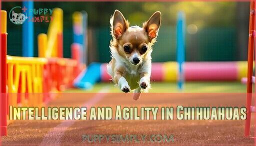 Chihuahua Bite Force PSI: Myths Vs Reality - What You Need to Know