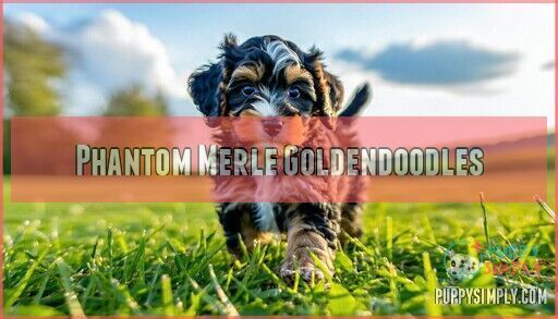 Merle Goldendoodle: Colors, Genetics & Health Risks Explained