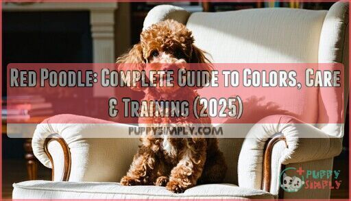 Red Poodle: Complete Guide to Colors, Care & Training (2025)