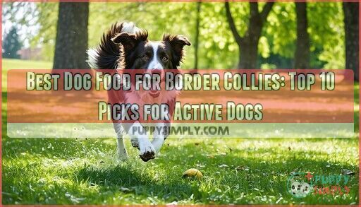 Best Dog Food for Border Collies: Top 10 Picks for Active Dogs