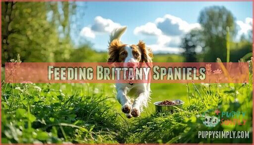 Best Dog Food for Brittany Spaniels: Top 10 Vet-Approved Options
