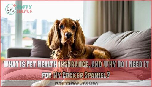 English Cocker Spaniels Pet Insurance: Best Plans & Costs 2025