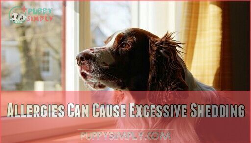 Do Springer Spaniels Shed? Everything You Need to Know + Tips