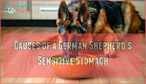 German Shepherd Homemade Food Guide: Farewell Kibble & Hello Health
