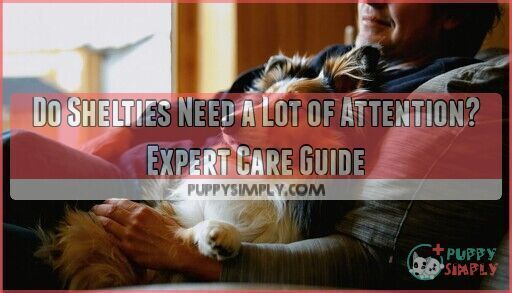Do Shelties Need a Lot of Attention? Expert Care Guide