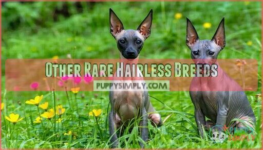 Hairless Dog Breeds: 8 Bald Beauties That Make Amazing Pets