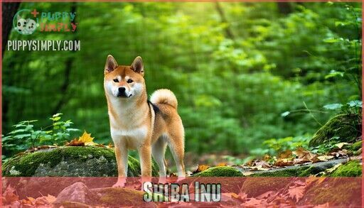 Dogs That Look Like Foxes: 19 Foxy Breeds You'll Love (2025)