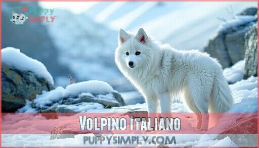 Dogs That Look Like Foxes: 19 Foxy Breeds You'll Love (2025)