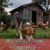 Dog Eating Chicken Poop: Risks, Diseases & Prevention Tips
