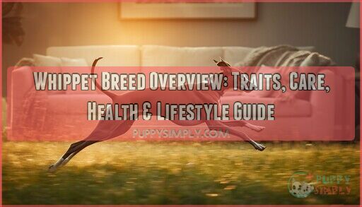 Whippet Breed Overview: Traits, Care, Health & Lifestyle Guide