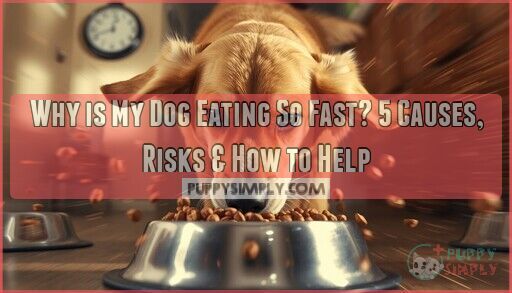 Why is My Dog Eating So Fast? 5 Causes, Risks & How to Help