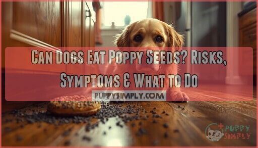 Can Dogs Eat Poppy Seeds? Risks, Symptoms & What to Do